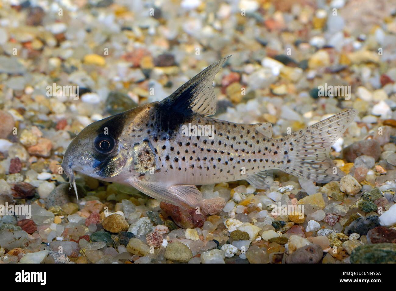 Corydoras fish on the bottom and in the aquarium Stock Photo - Alamy