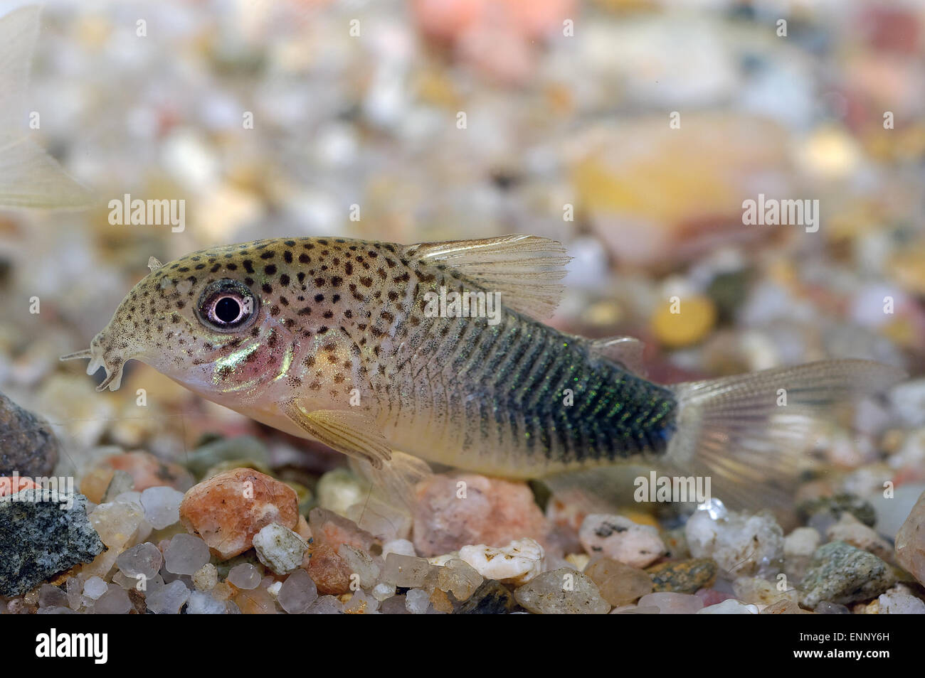 Corydoras fish on the bottom and in the aquarium Stock Photo - Alamy