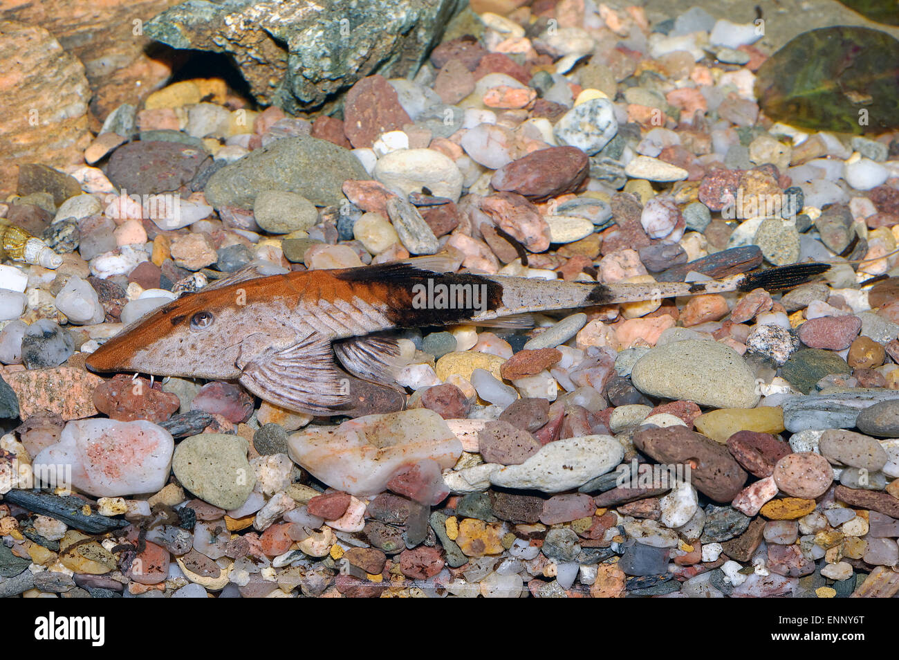 Nice suckermouth fish in the aquarium bottom Stock Photo - Alamy