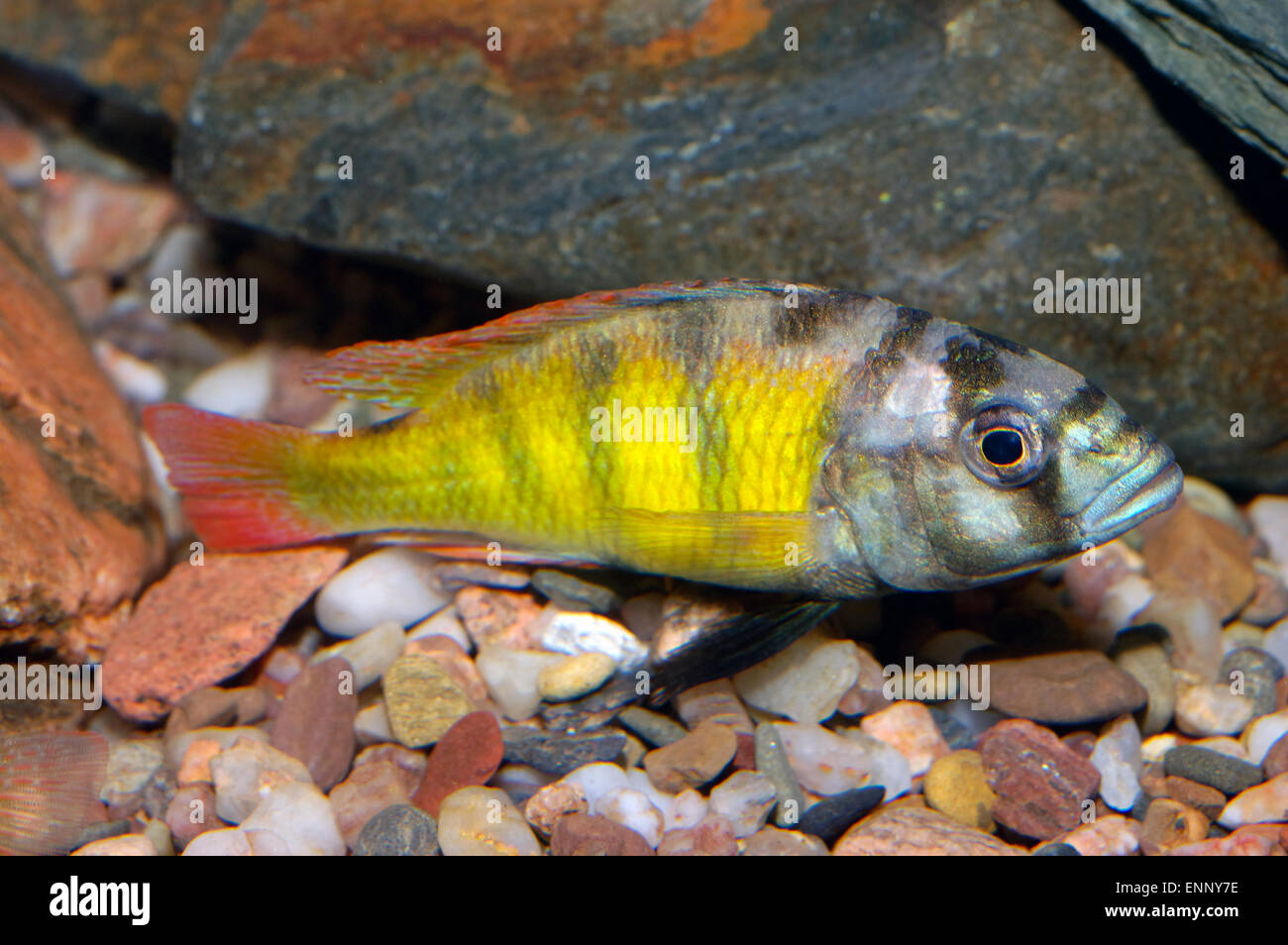 Nice grey cichlid fish from genus Astatotilapia Stock Photo - Alamy