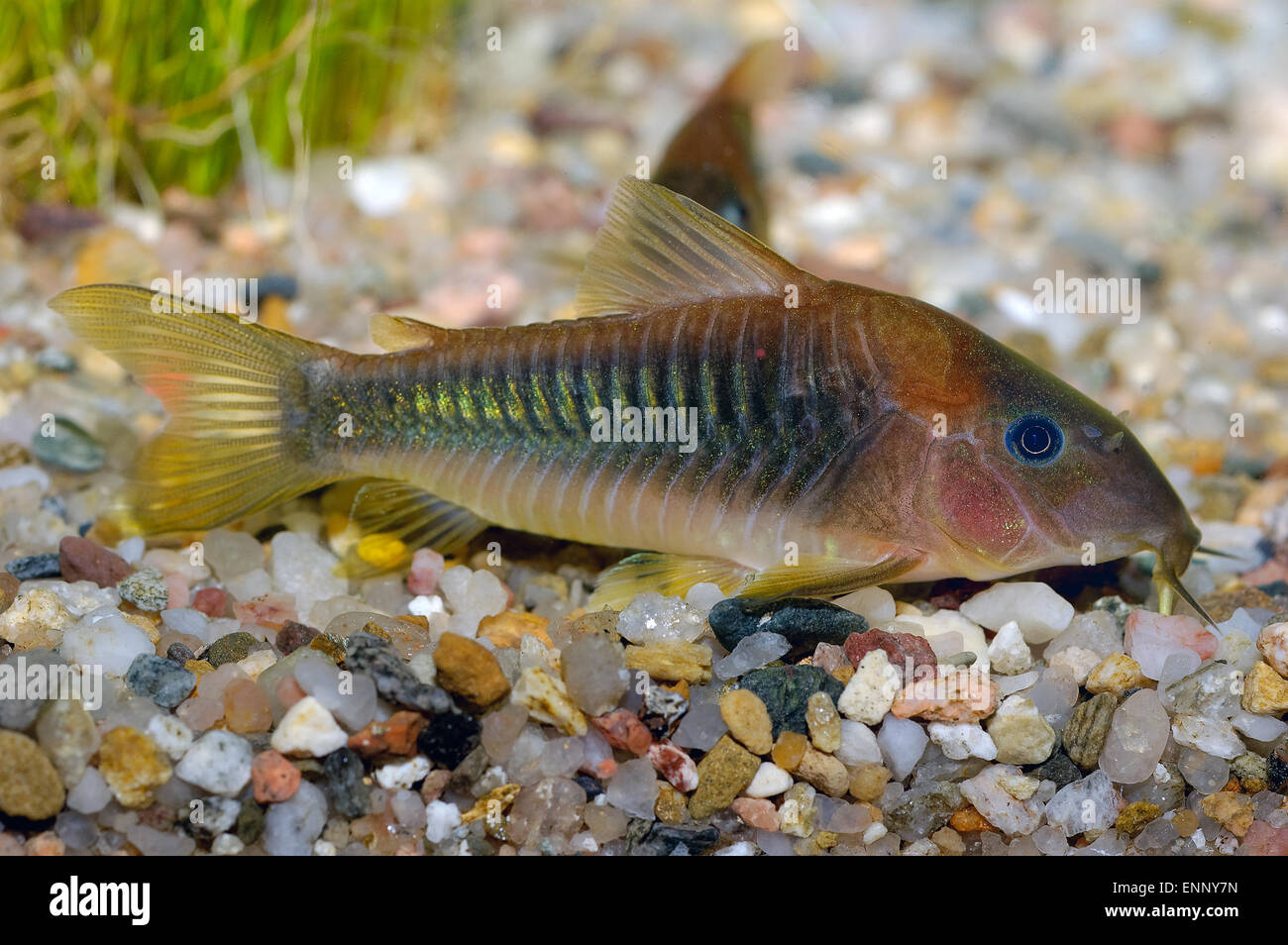 Corydoras fish on the bottom and in the aquarium Stock Photo - Alamy