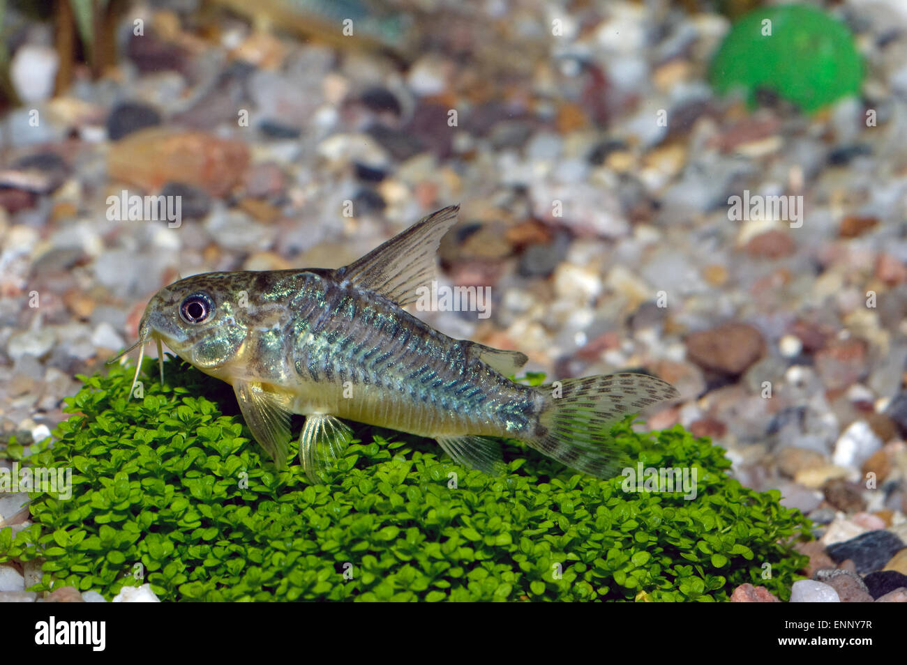 Corydoras fish on the bottom and in the aquarium Stock Photo - Alamy