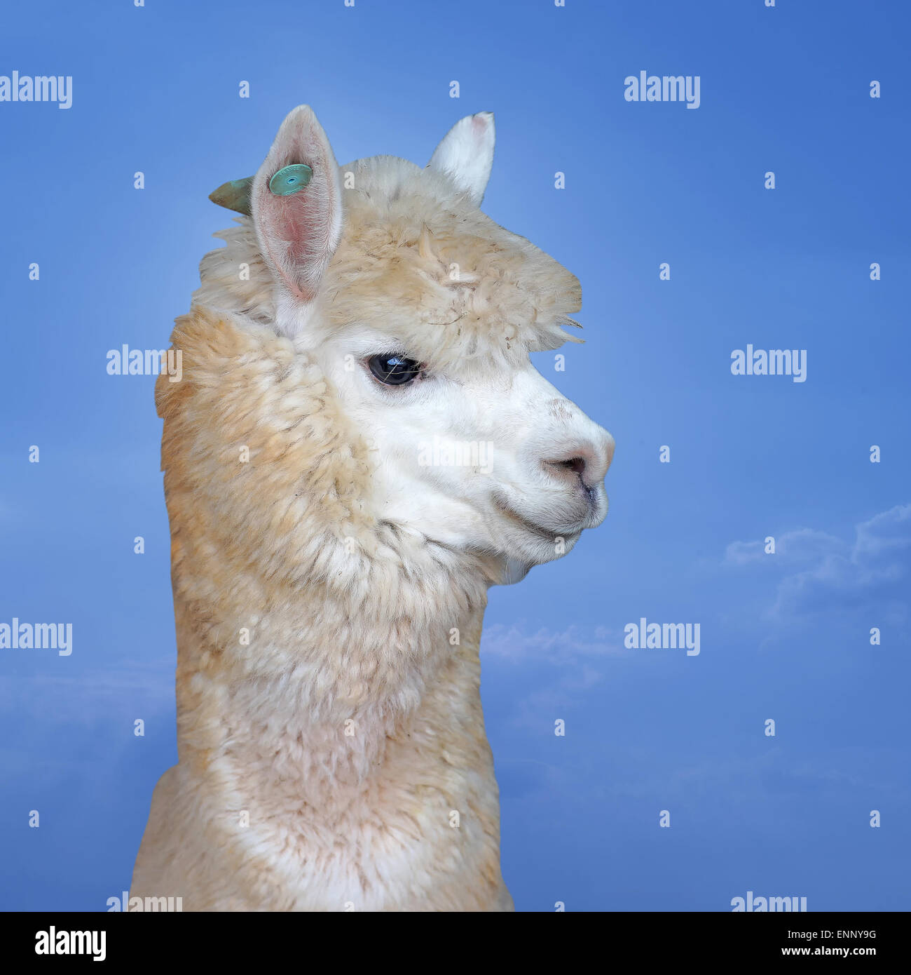 closeup of alpaca with beautiful sky background Stock Photo - Alamy