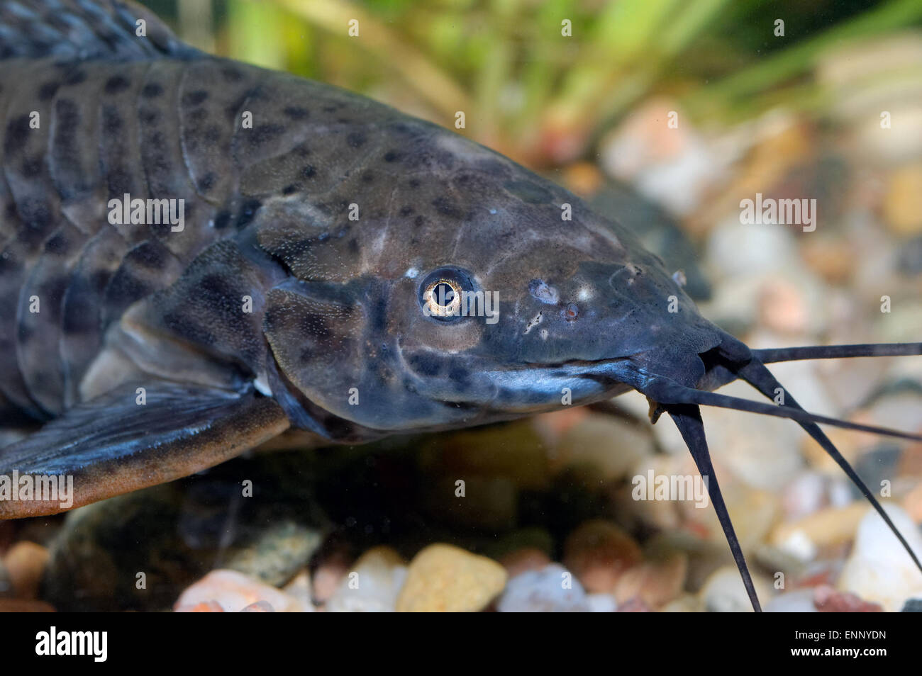 Detail of catfish head from genus Hoplosternum on the bottom Stock ...