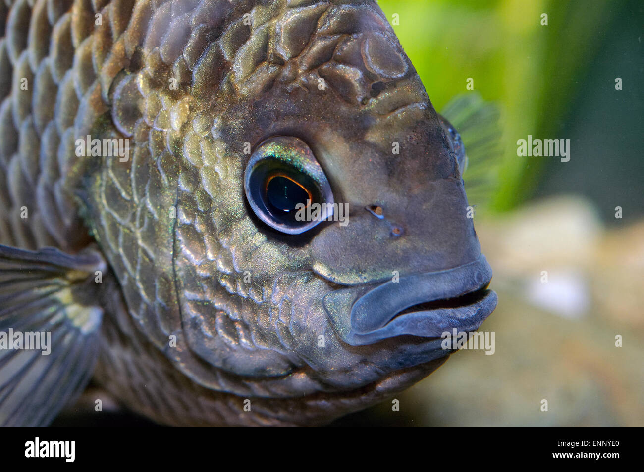 Nice fish portrait from genus Pristolepis Stock Photo - Alamy
