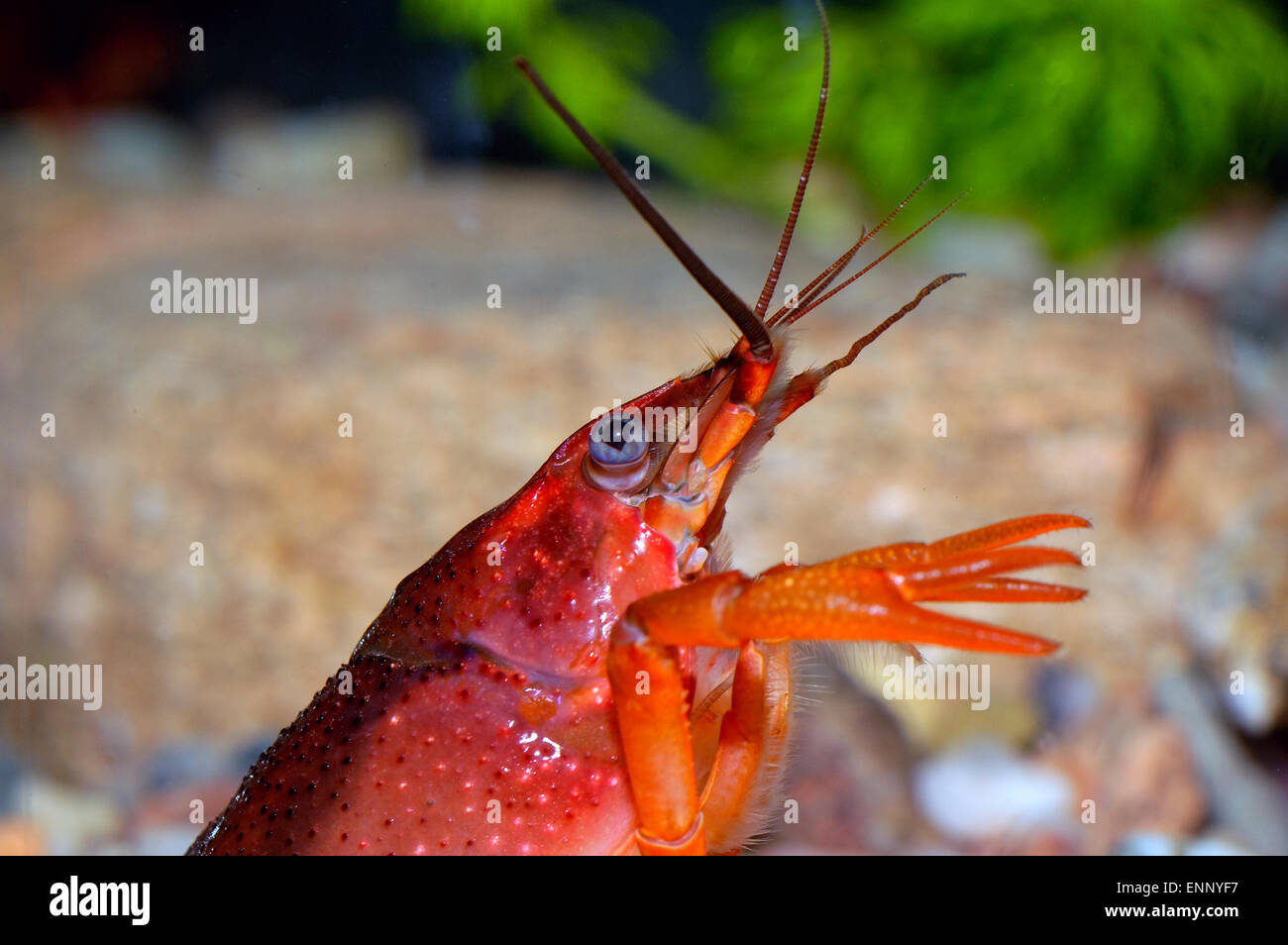 Detailed view head of crayfish from genus Cherax Stock Photo - Alamy