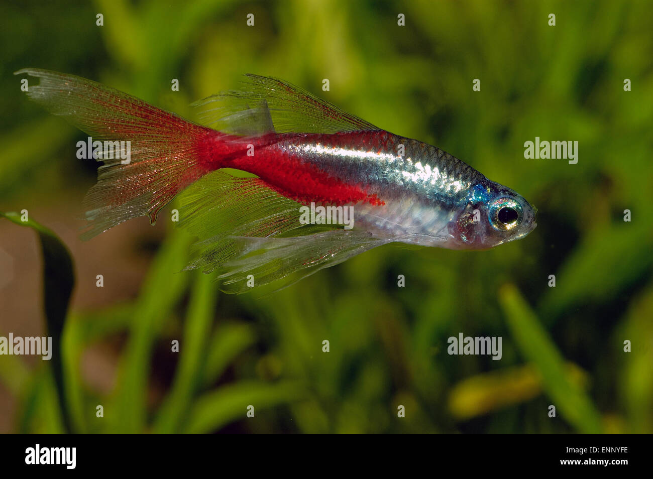 Cardinal tetra hi-res stock photography and images - Alamy
