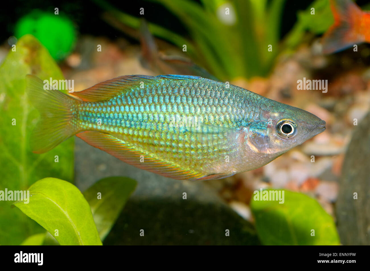 Melanotaenia hi-res stock photography and images - Alamy