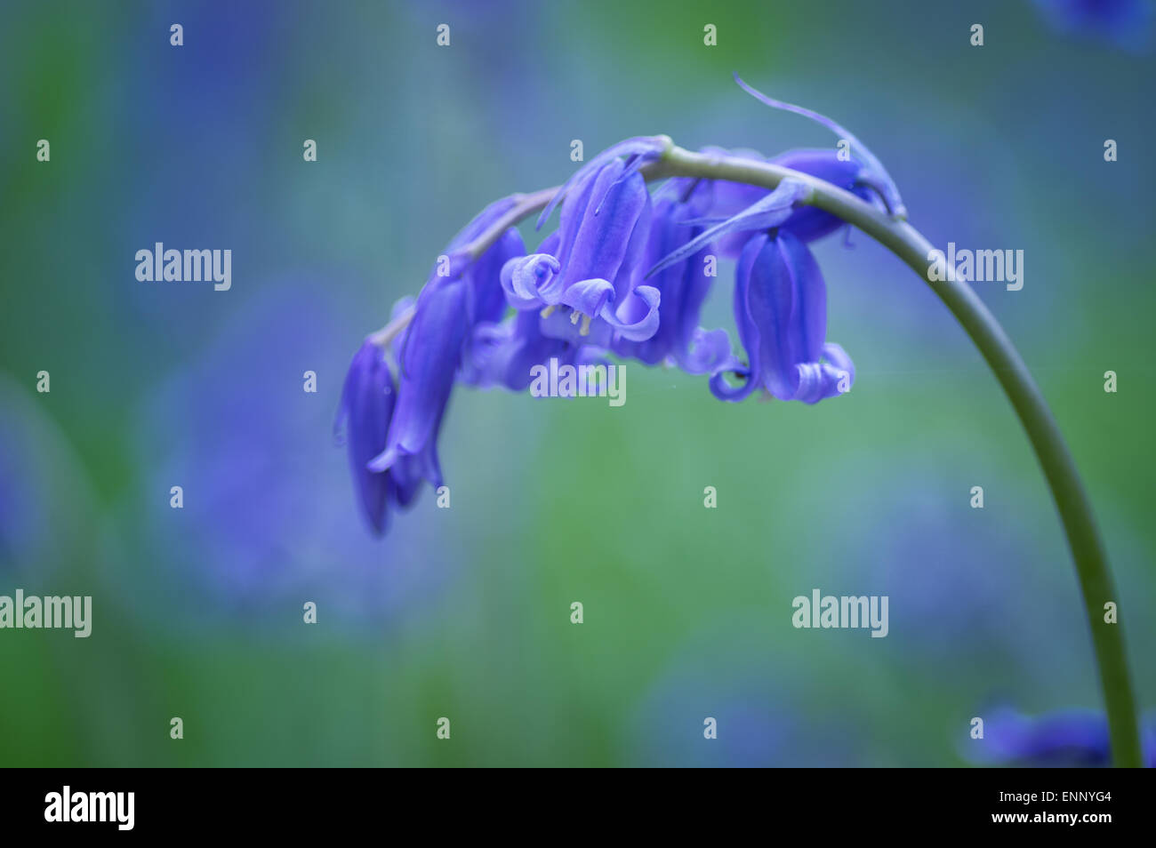 Perfect bluebells hi-res stock photography and images - Alamy