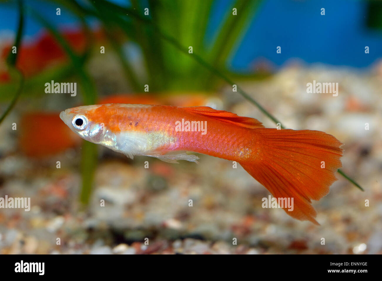 Nice colored aquarium fish from genus Poecilia Stock Photo - Alamy