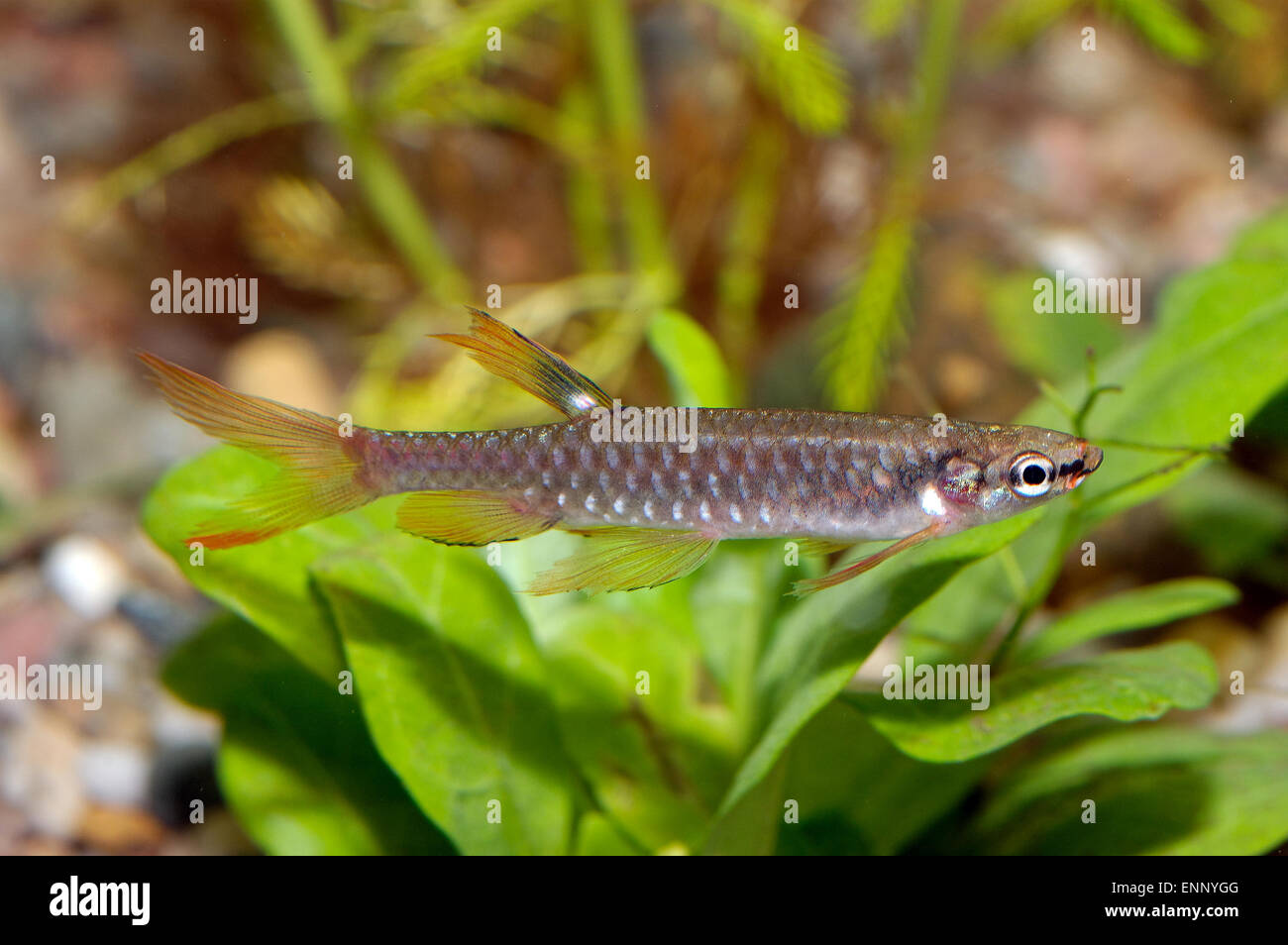 Nice aquarium tetra fish from genus Copella Stock Photo - Alamy