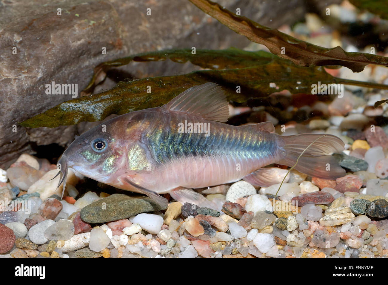 Corydoras fish on the bottom and in the aquarium Stock Photo - Alamy