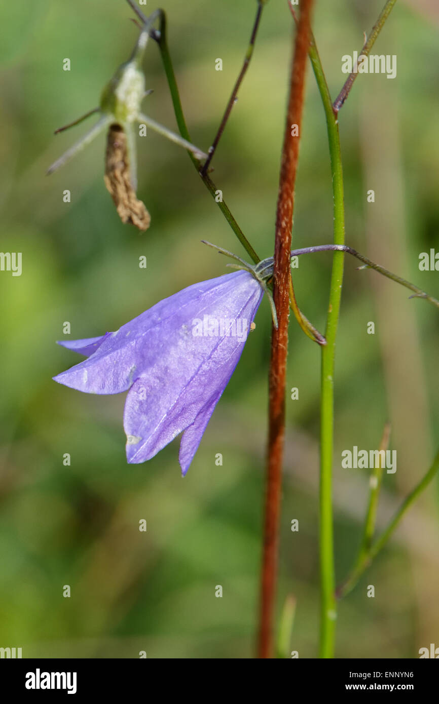 Nice flower with violet bell blossom with blurred background Stock ...
