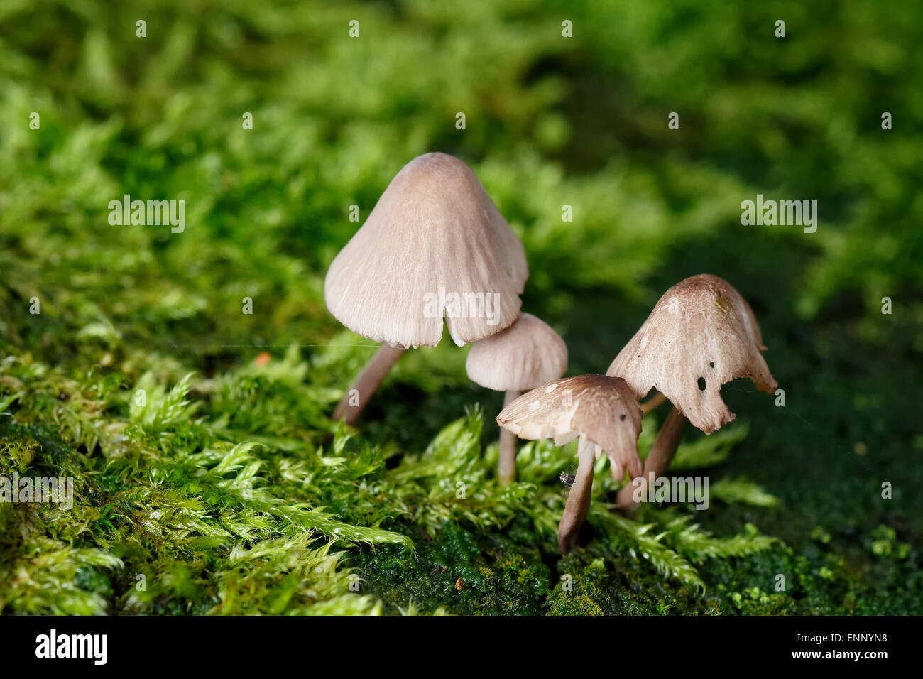 Nice grey fungi in the wood with green background Stock Photo - Alamy
