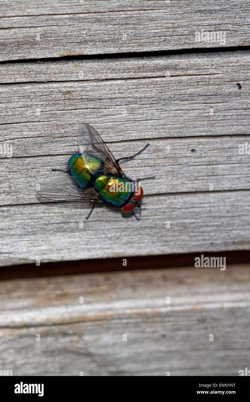 Green fly with brown eyes sitting on the grey wood Stock Photo - Alamy