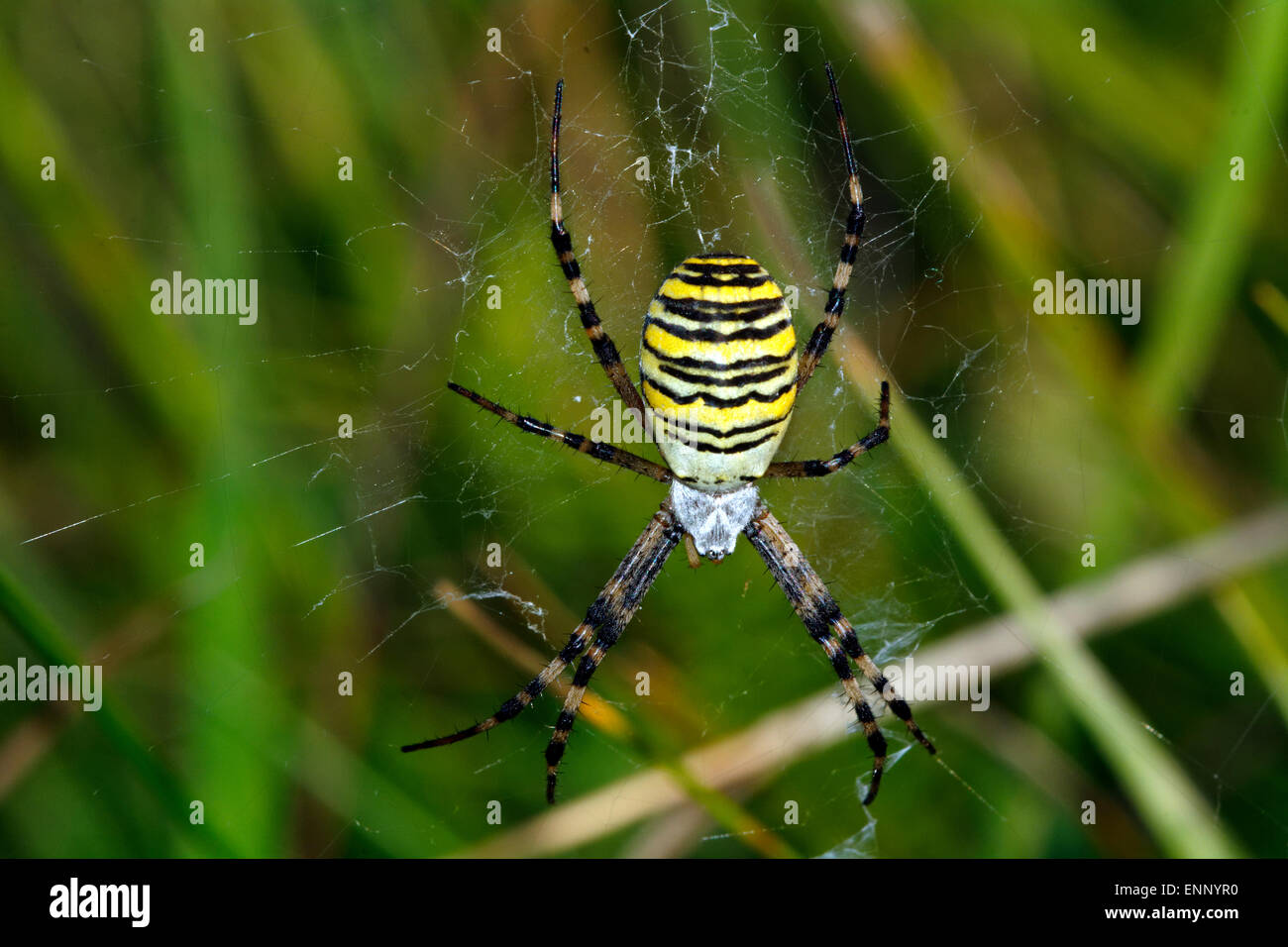 Striped Spider Stock Photos & Striped Spider Stock Images - Alamy