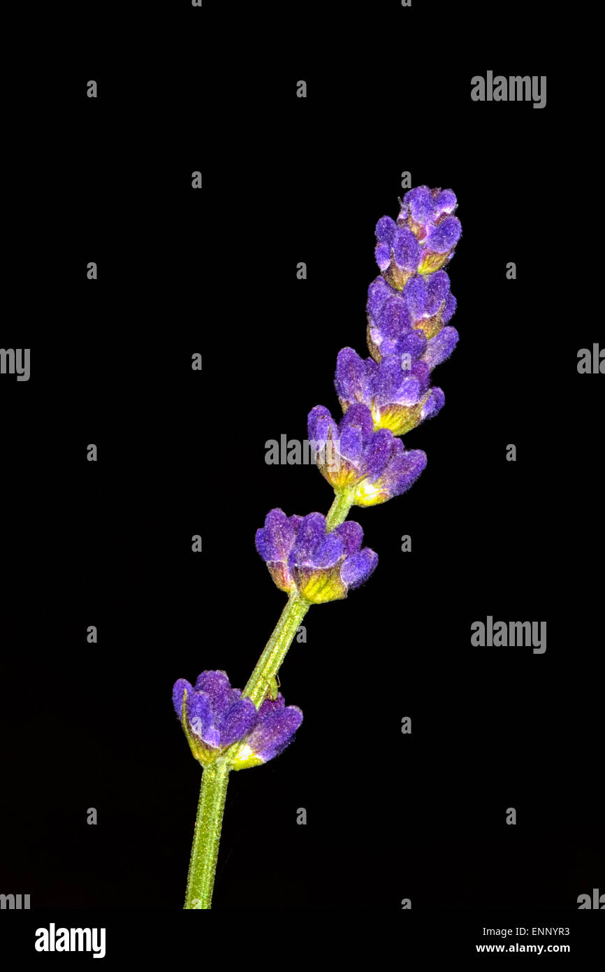 Nice violet levander blossom on the dark background Stock Photo - Alamy