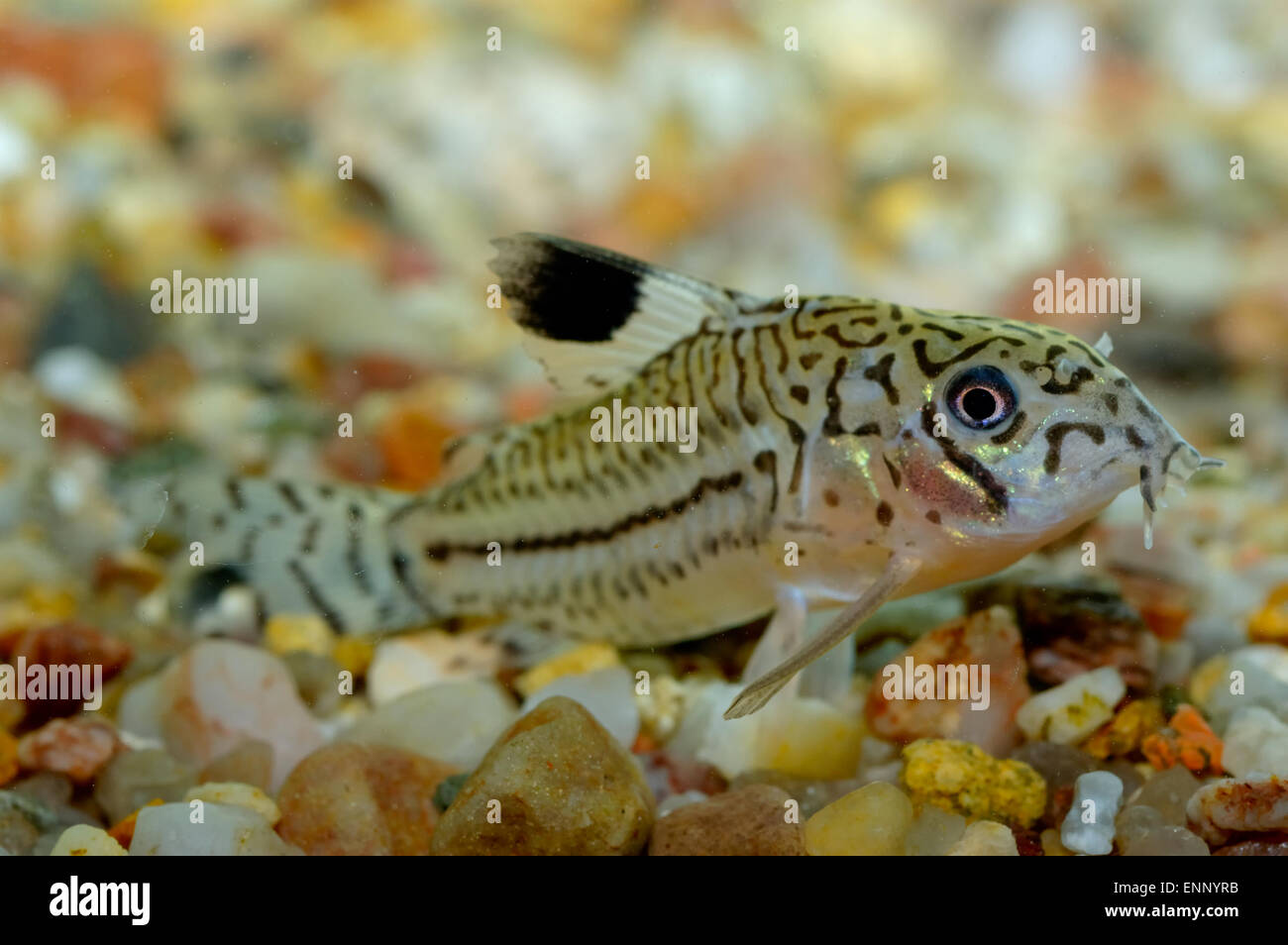 Corydoras fish on the bottom and in the aquarium Stock Photo - Alamy