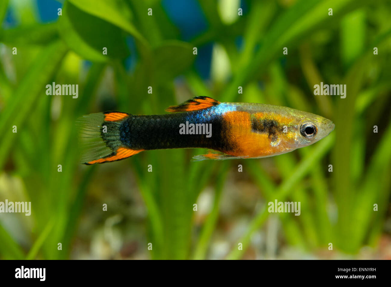Nice colored aquarium fish from genus Poecilia Stock Photo - Alamy
