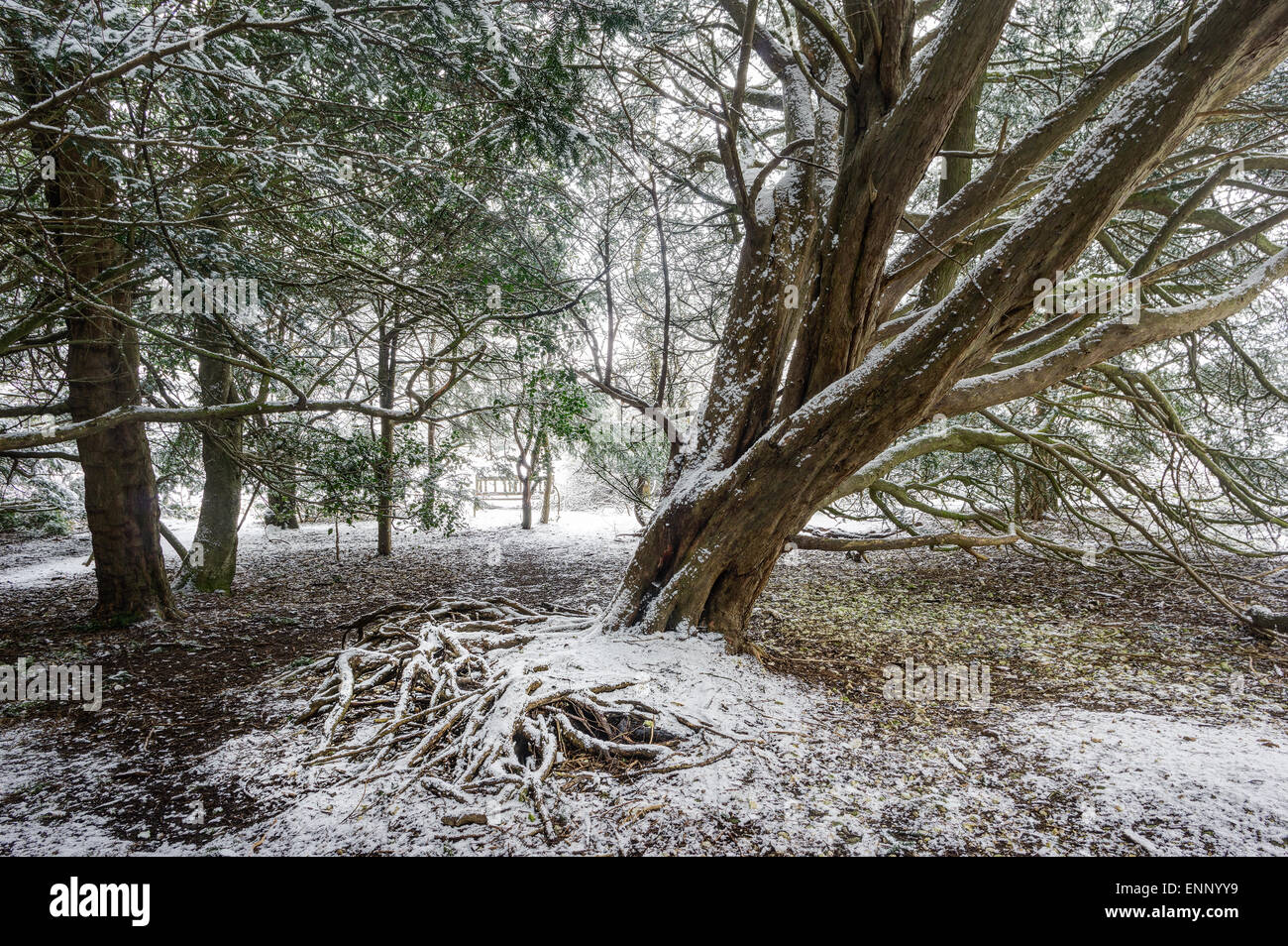 Uprooted ancient Yew tree, Newlands Corner, Guildford, surrey Stock ...