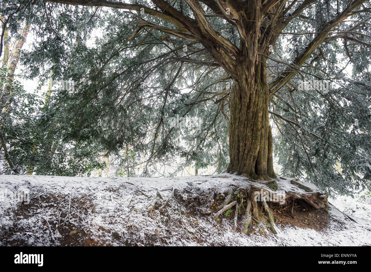 Ancient Yew Trees at Newlands Corner, in snow Stock Photo - Alamy