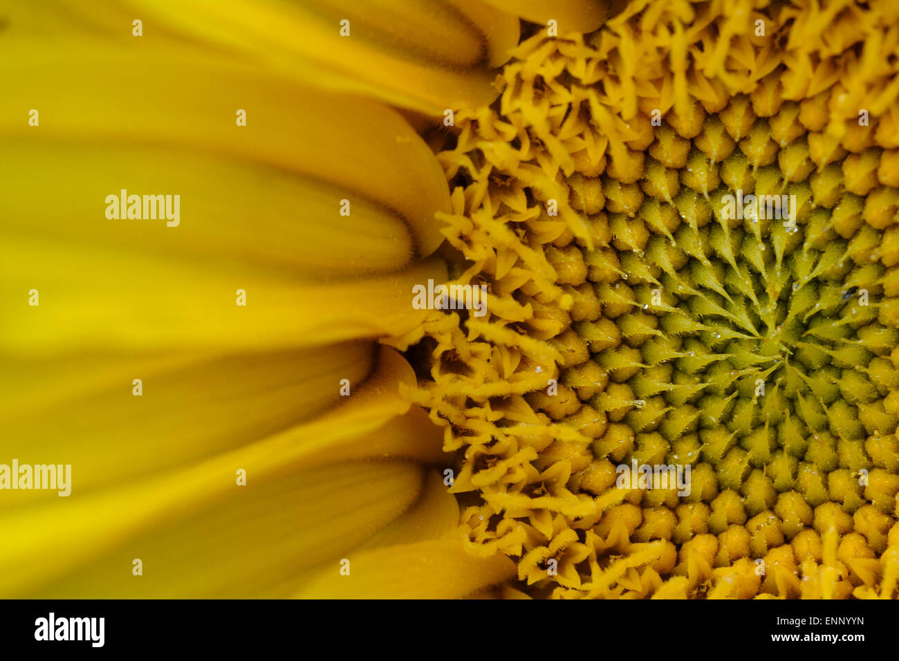 Detailed view sunflower flower hi-res stock photography and images - Alamy