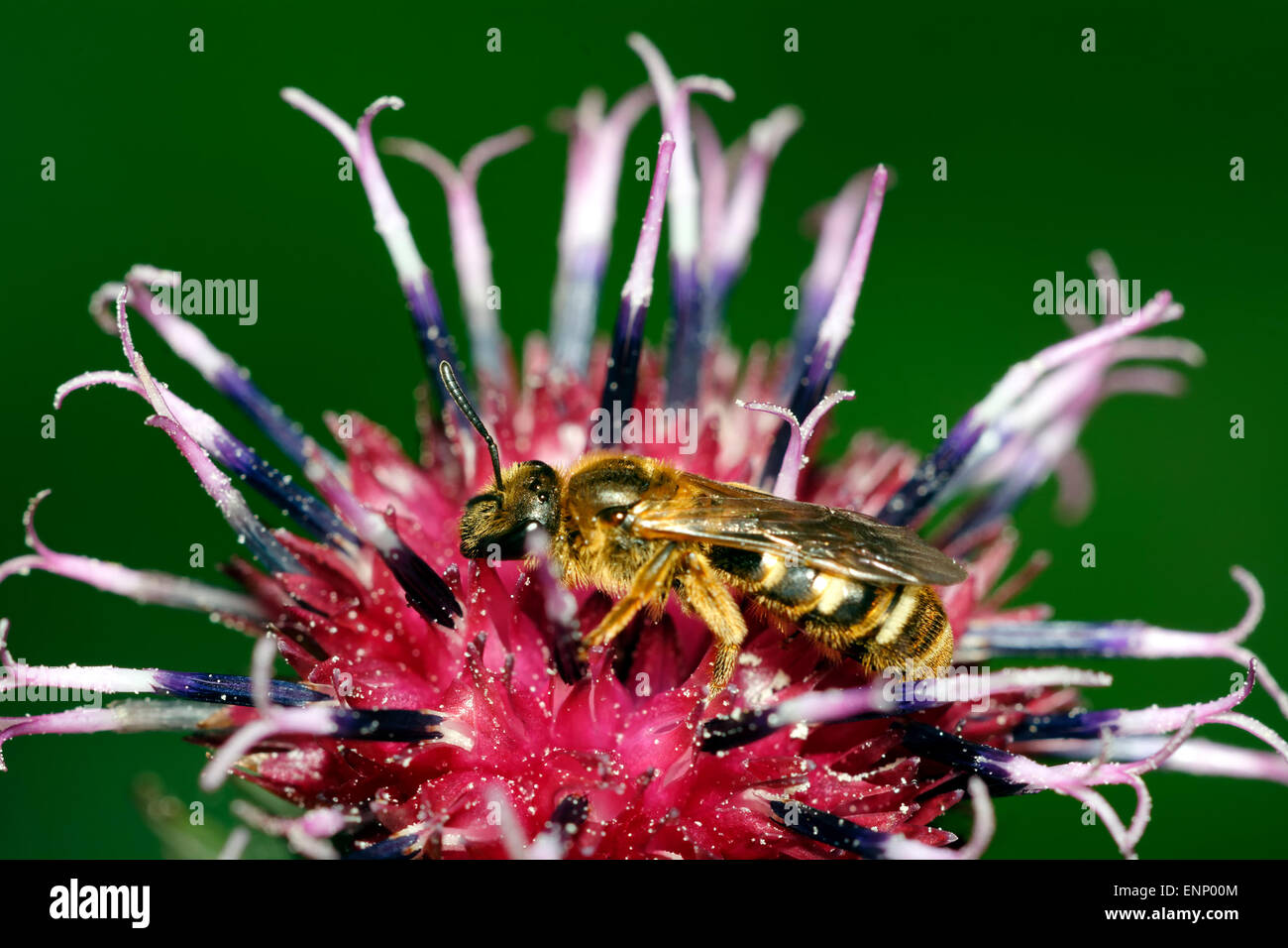 Fly on violet flower with green background Stock Photo - Alamy