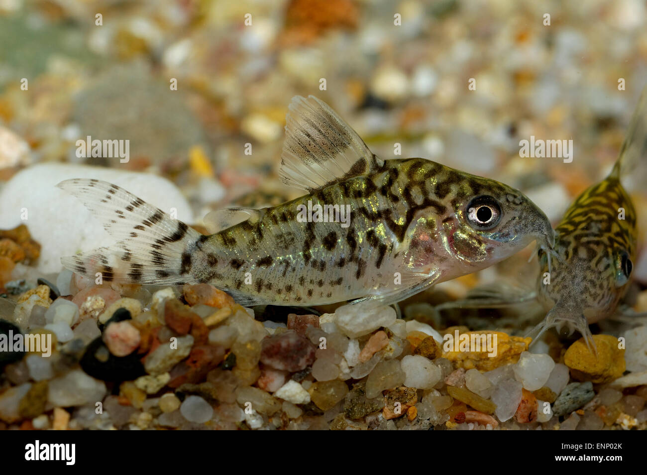 Corydoras Reticulatus