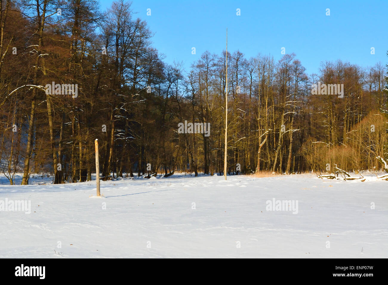 Nice snowy landscape wit wood in back Stock Photo - Alamy
