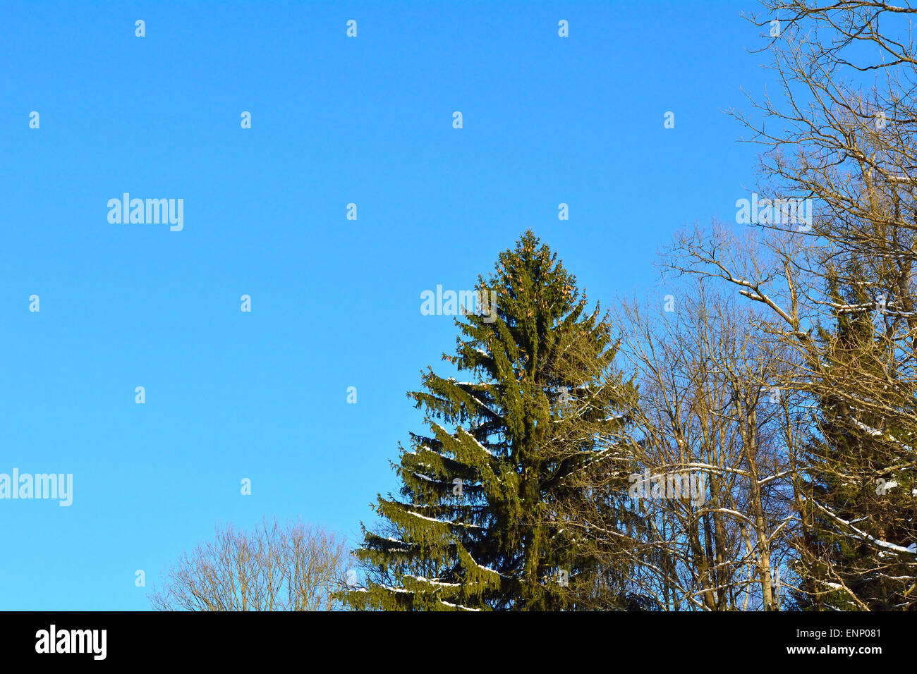 Nice trees in winter with blue background sky Stock Photo - Alamy
