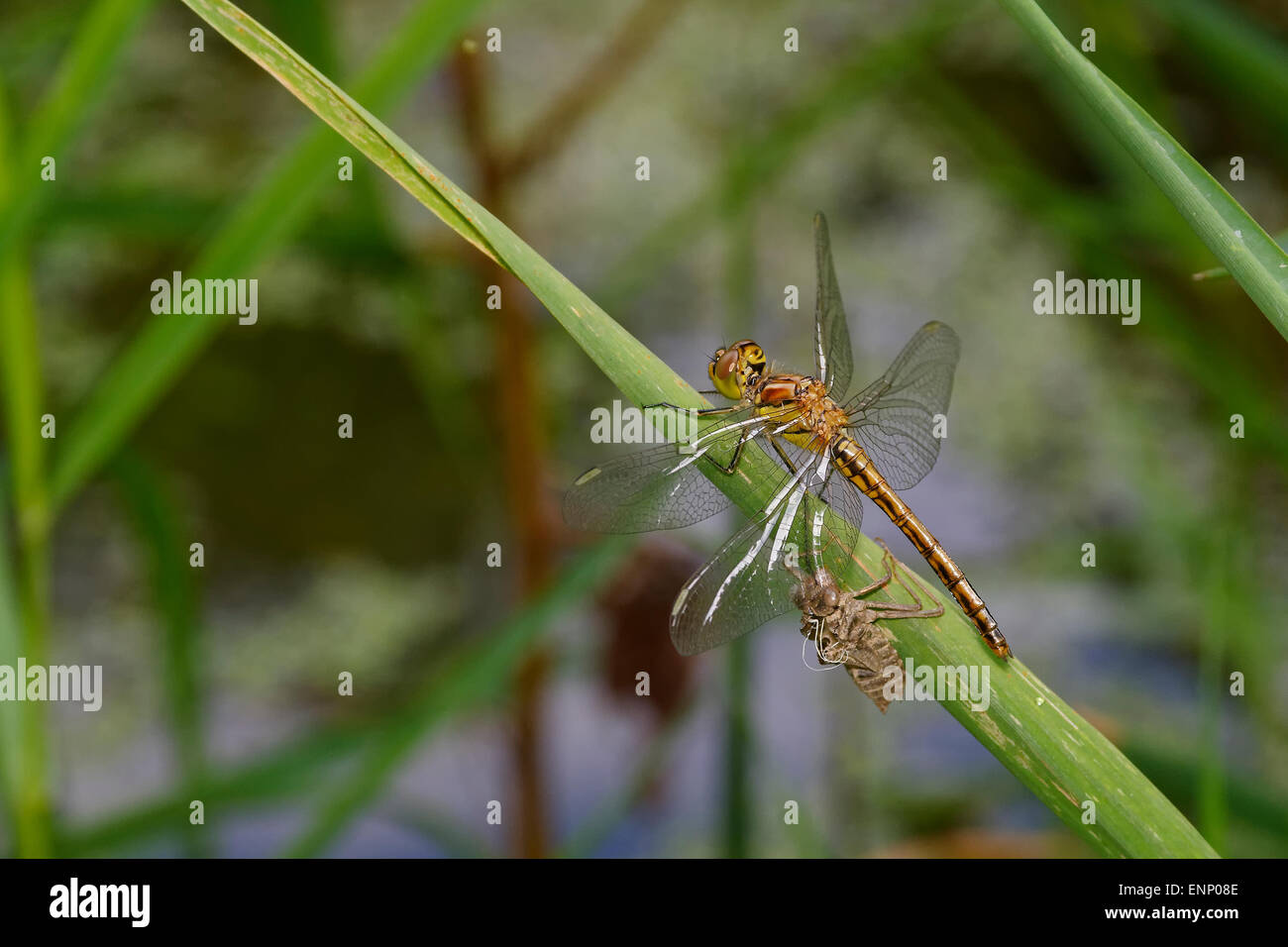 Adult gragonfly with their larva on grass Stock Photo - Alamy