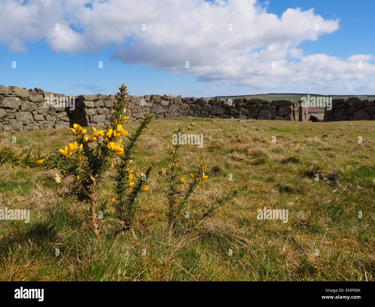 The iron age round wall stone of Edin's Hall broch in the Scottish ...