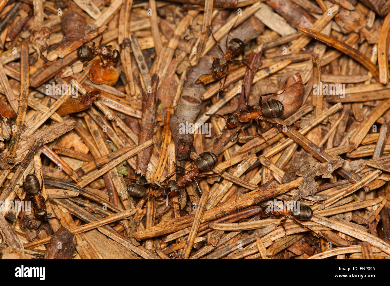 Nice detailed ants in brown needles Stock Photo - Alamy