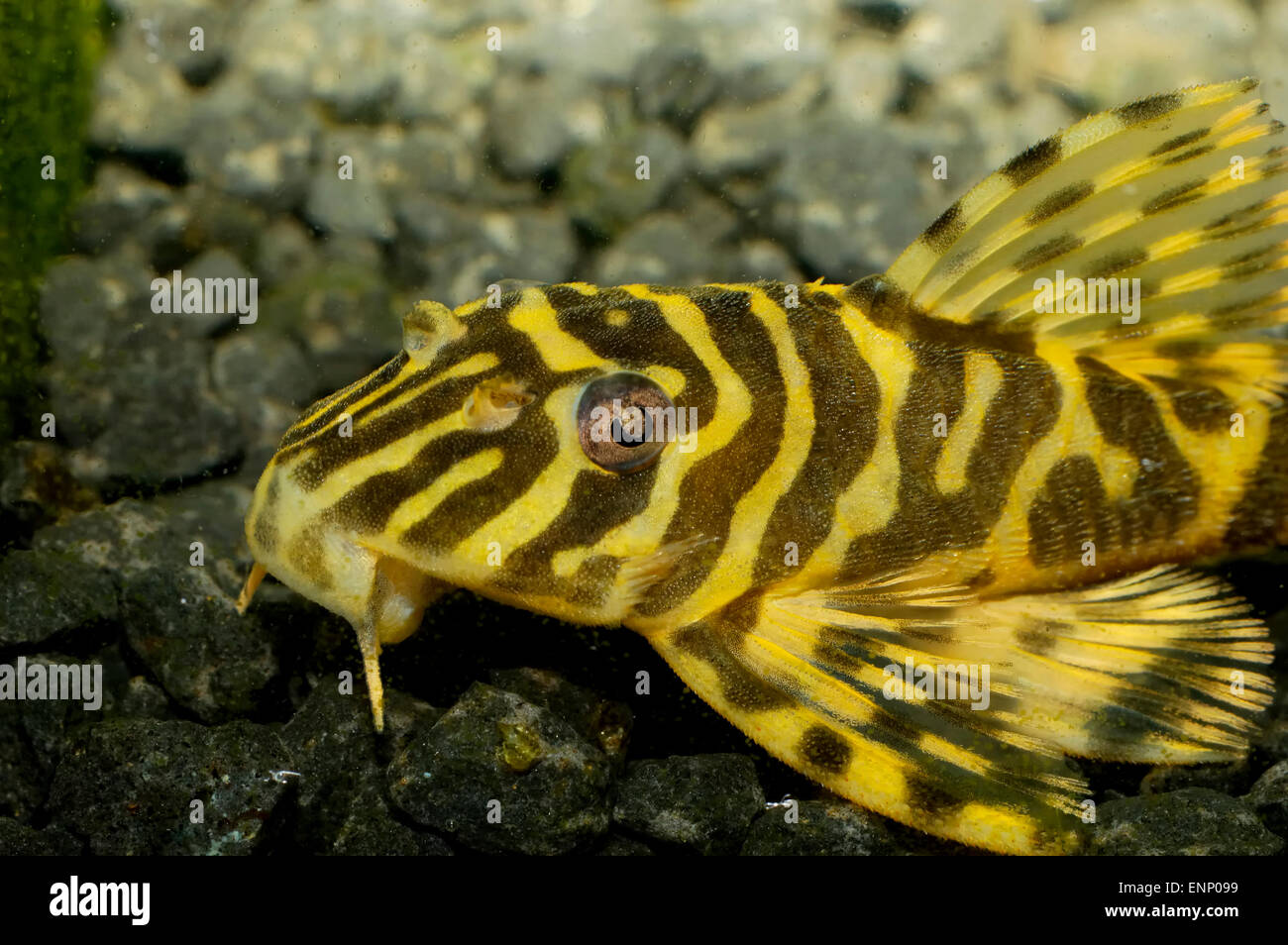 Golden suckermouth hi-res stock photography and images - Alamy