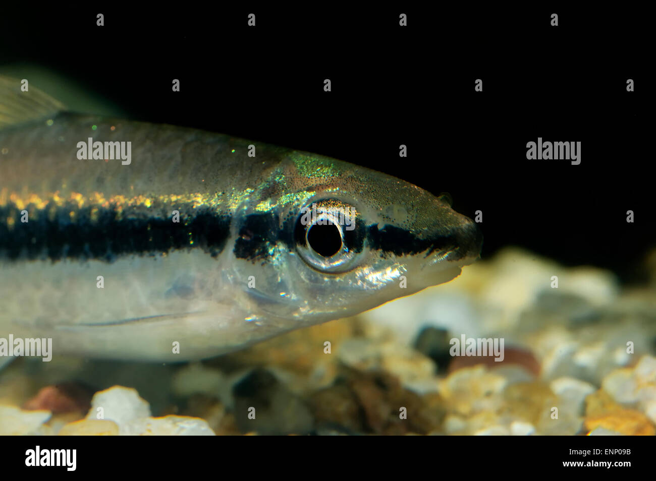 Barb fish hi-res stock photography and images - Alamy