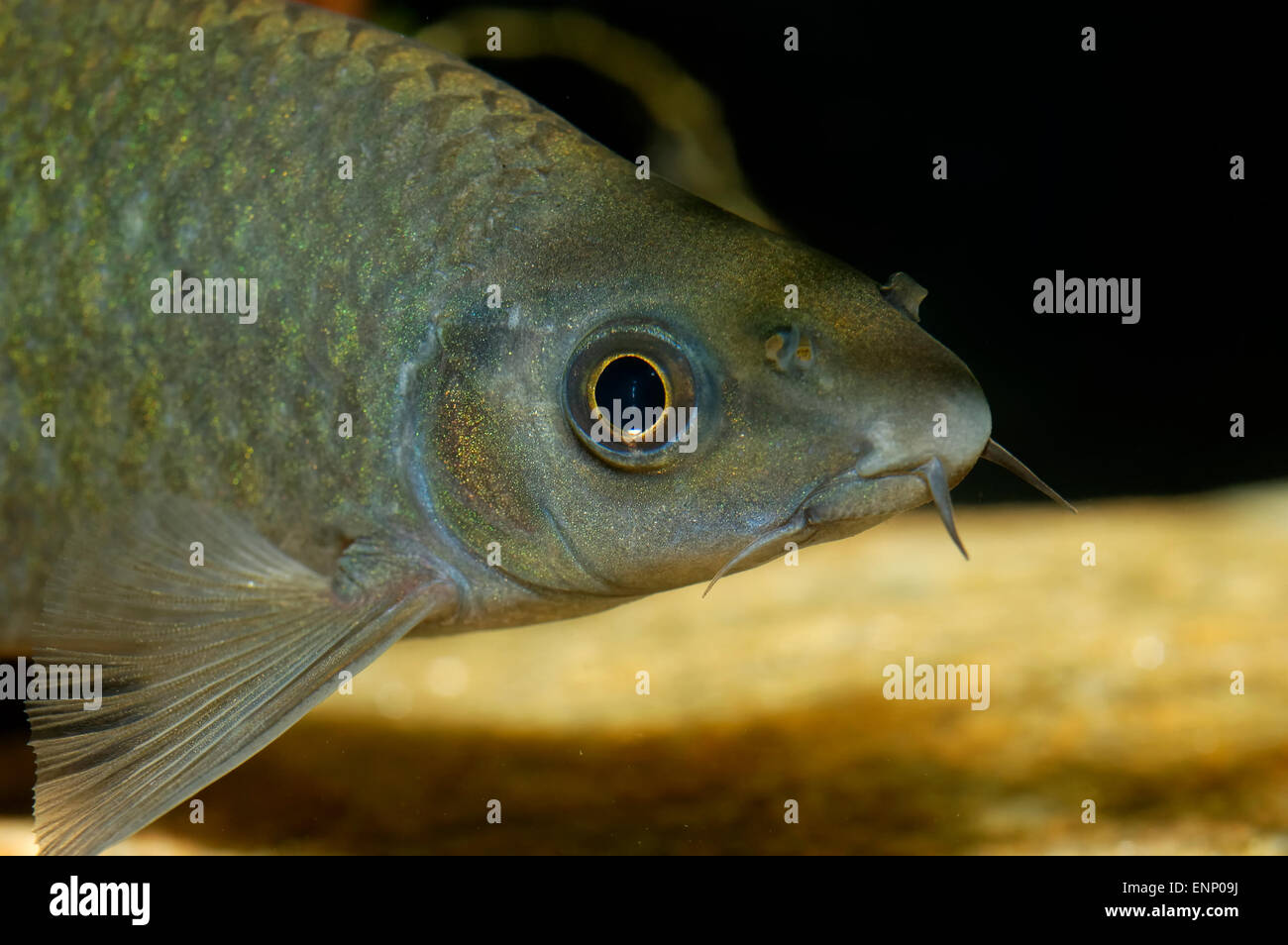 Labeo hi-res stock photography and images - Alamy