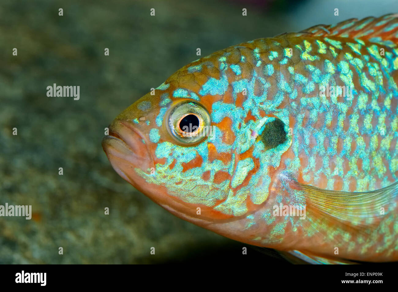 Nice red blue fish portrait from genus Hemichromis Stock Photo - Alamy