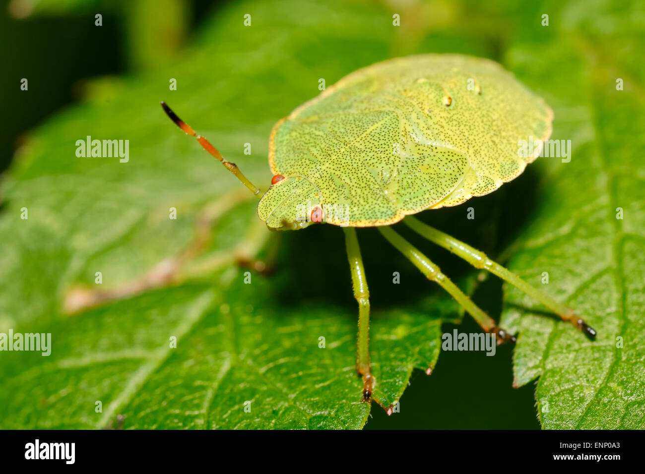 Nice green beetle with red eyes on the green leaf Stock Photo - Alamy