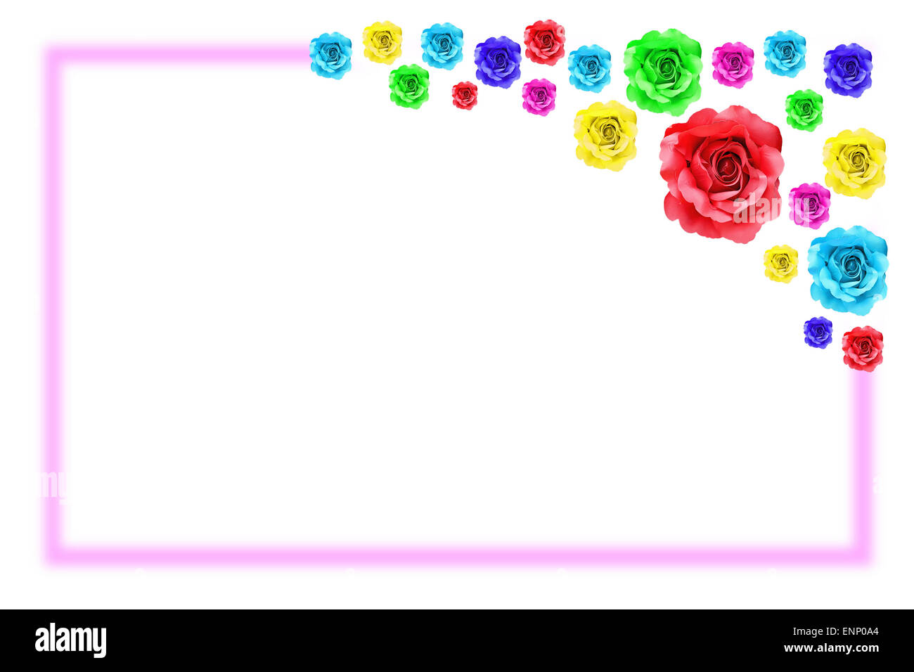 colorful rose flower frame on white background Stock Photo - Alamy