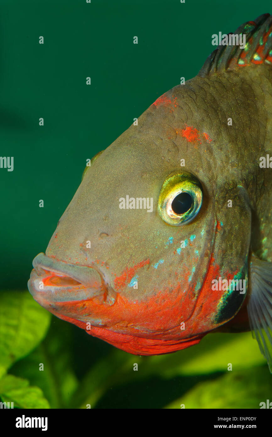 Nice detailed fish head portrait of Thorichthys meeki Stock Photo - Alamy