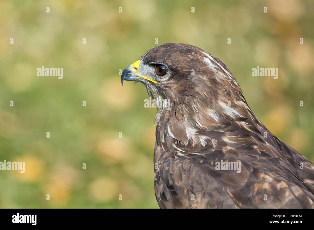 Portrait buzzard with blurred green background Stock Photo - Alamy