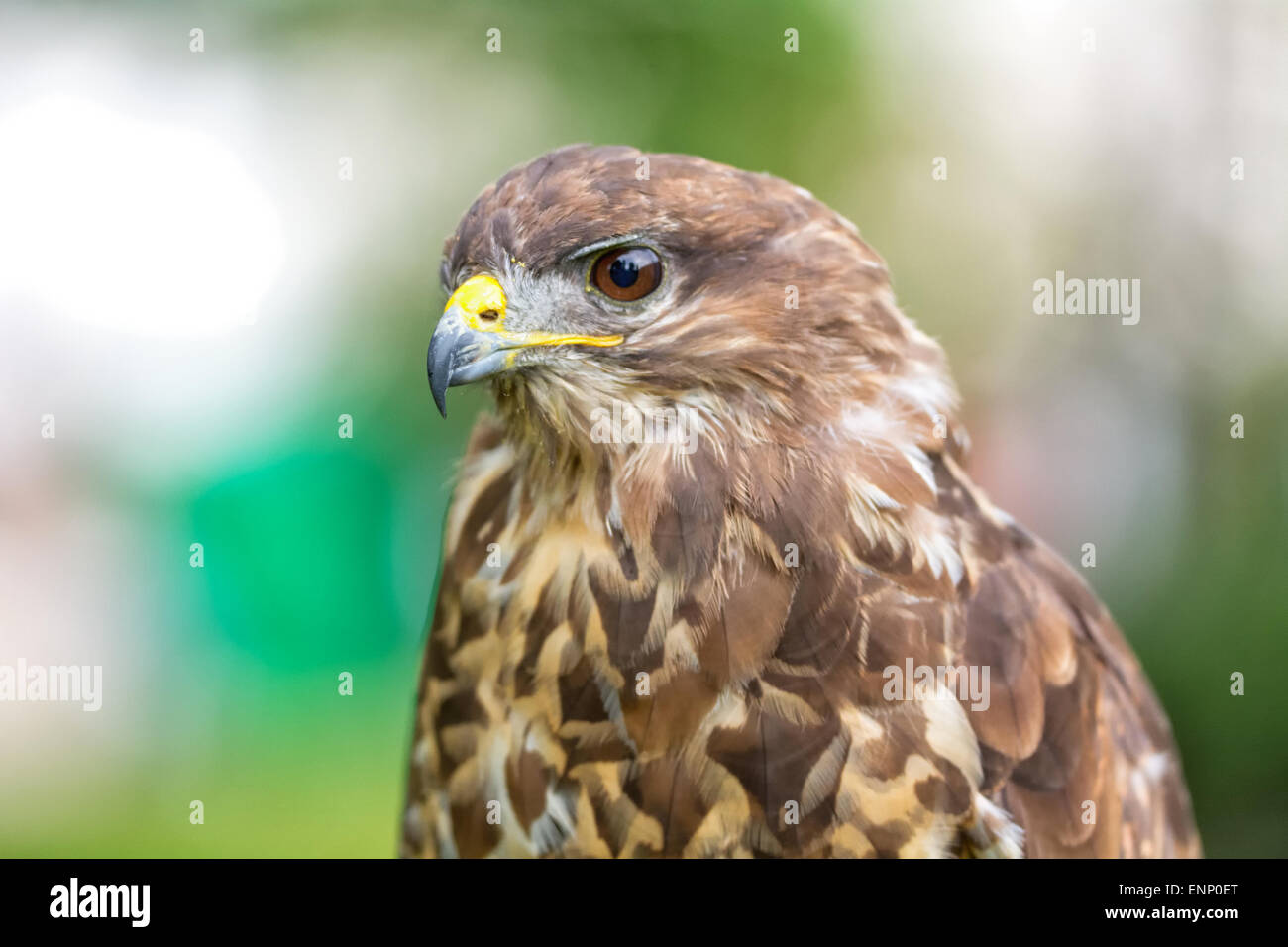 Portrait buzzard with blurred green background Stock Photo - Alamy