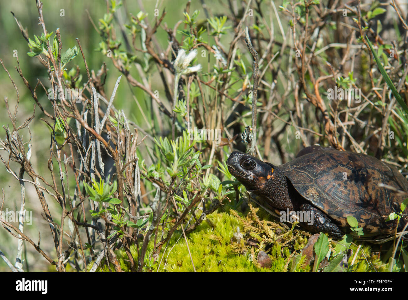 Bog turtle hi-res stock photography and images - Alamy