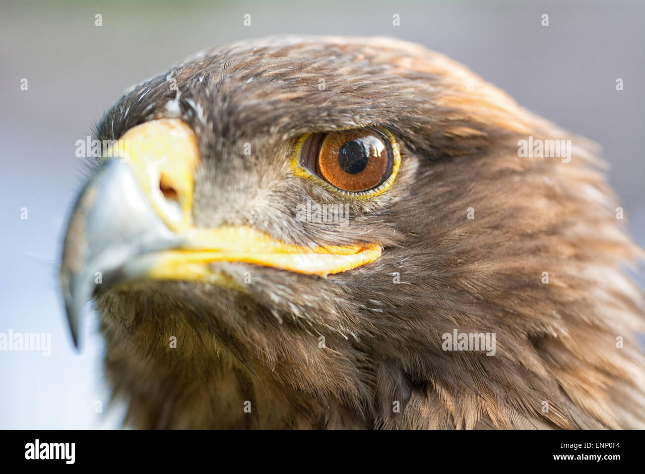 Portrait of an eagle with blurred background Stock Photo - Alamy