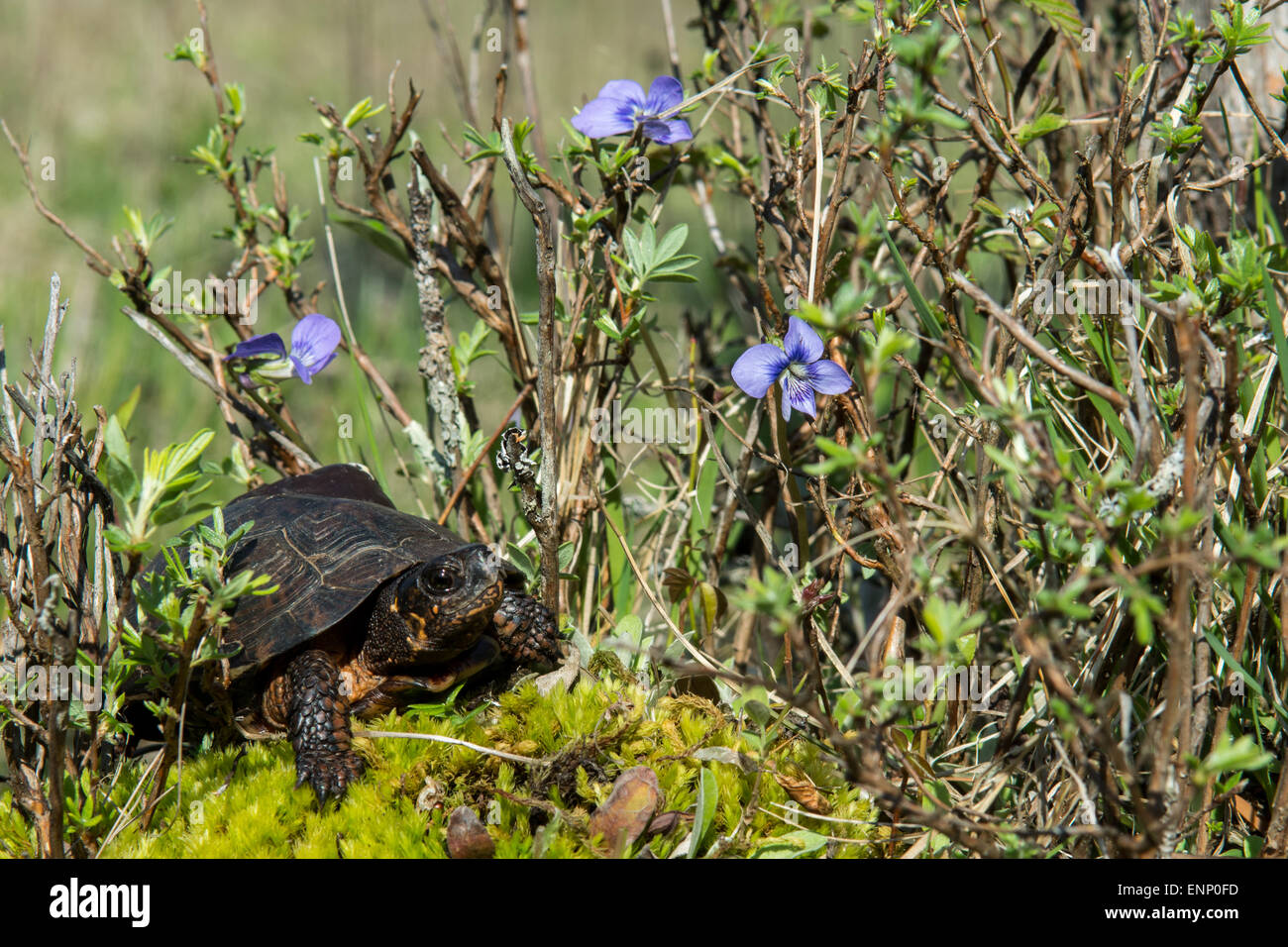 Bog turtle hi-res stock photography and images - Alamy