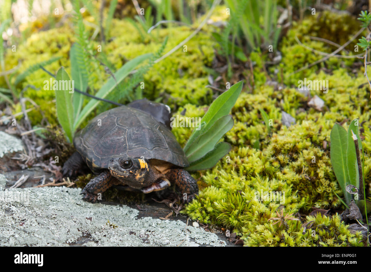 Bog turtle hi-res stock photography and images - Alamy