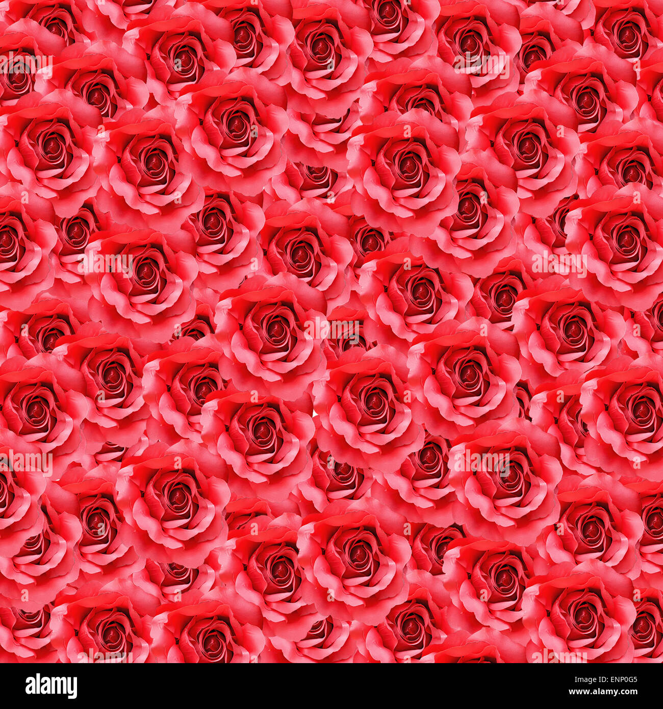 Rose flower frame hi-res stock photography and images - Alamy