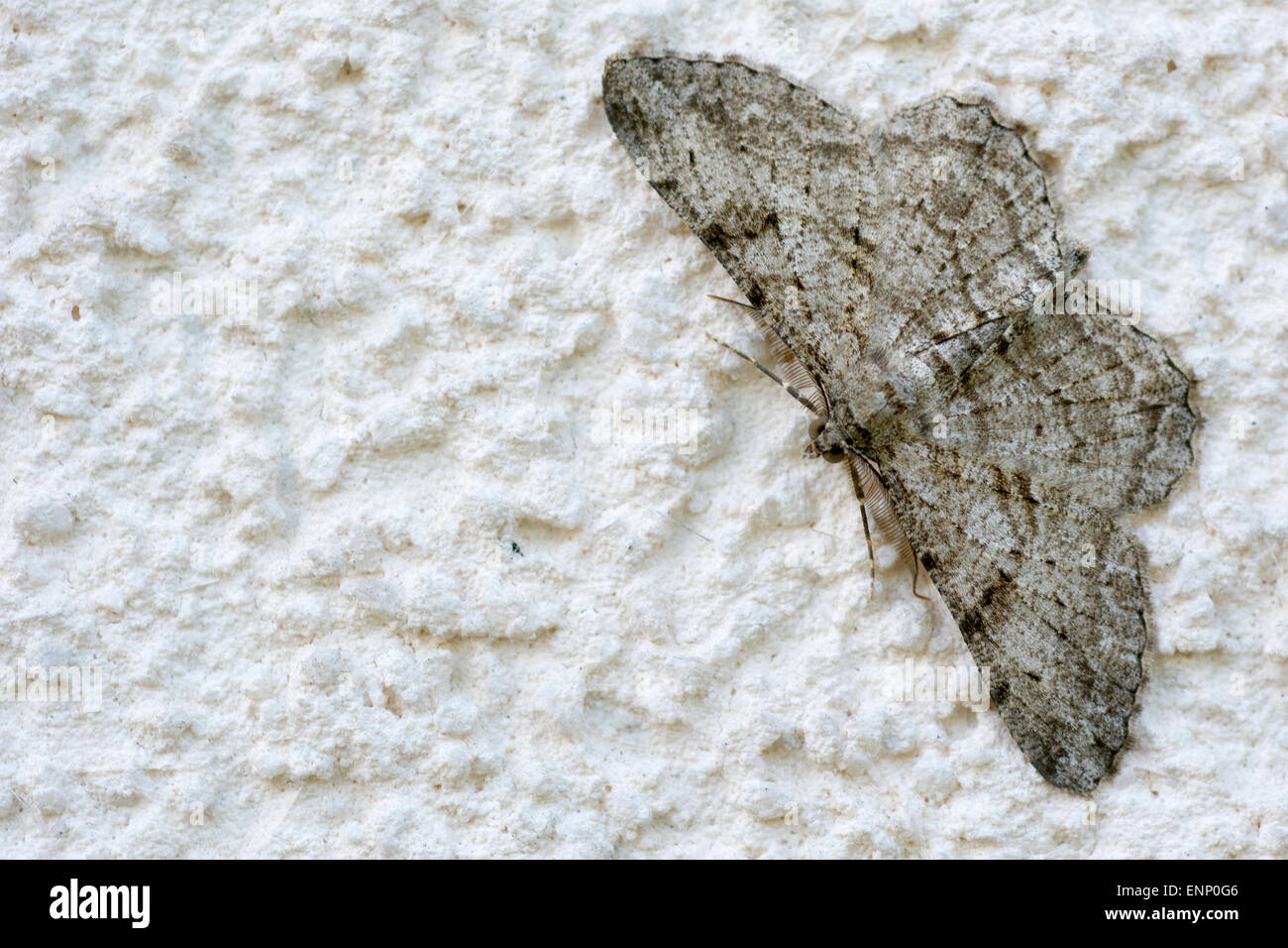 Gray moth sitting on a white wall Stock Photo - Alamy