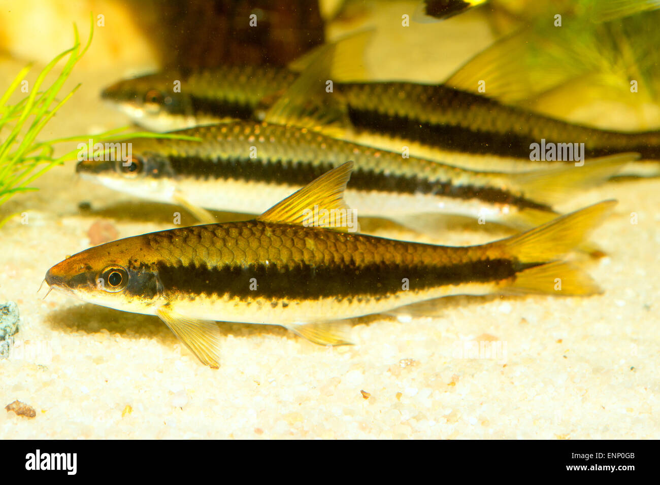 Freshwater fish of south east asia hi-res stock photography and images ...