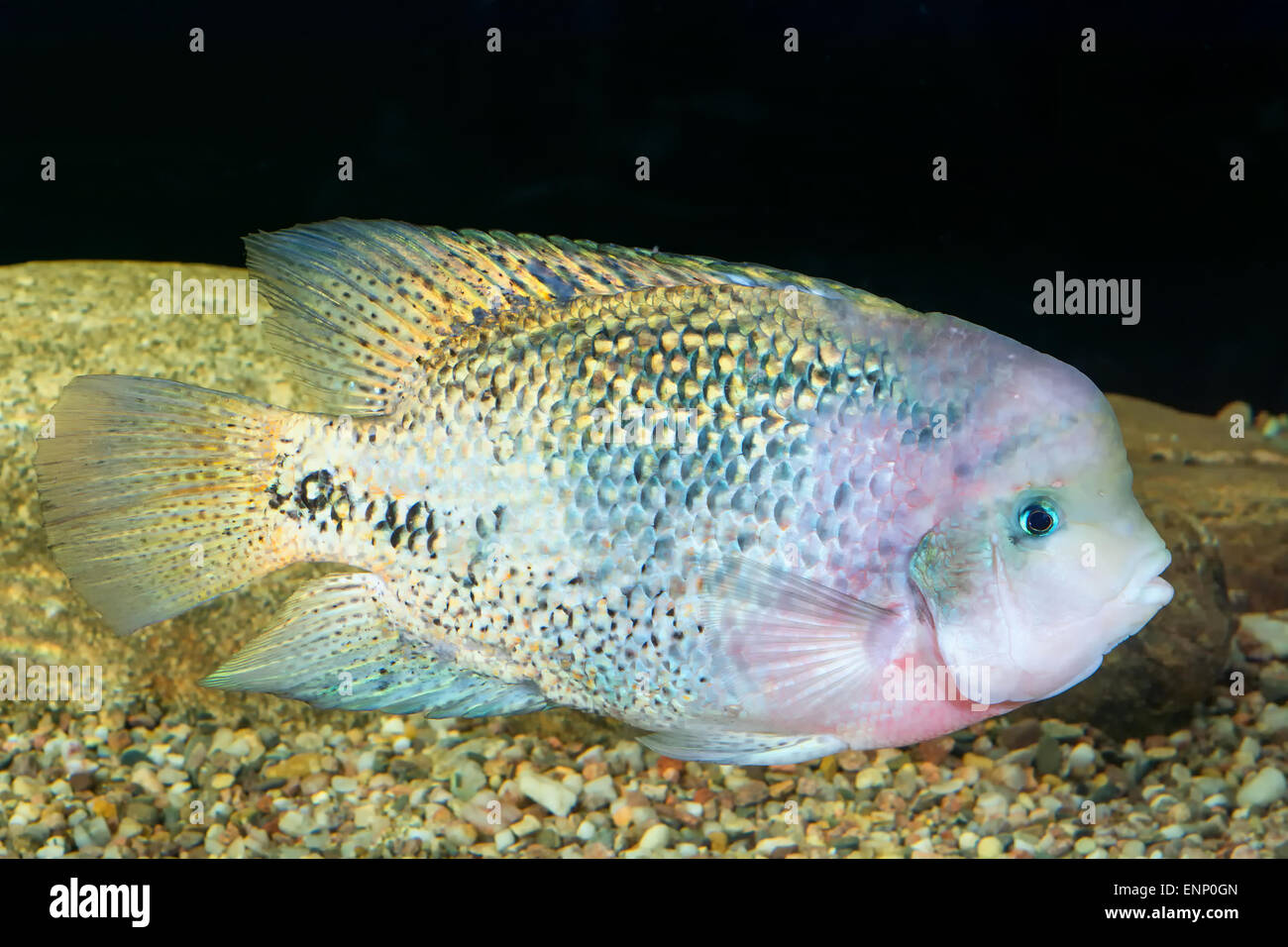 Aquarium cichlid fish from the genus Vieja Stock Photo - Alamy